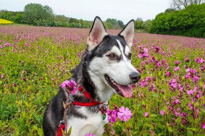 Top 245 Plant and Flower Dog Names | PetPress