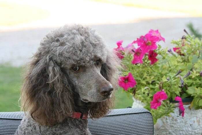 Top 245 Plant and Flower Dog Names | PetPress