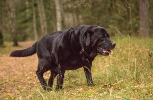 75 Forest-Inspired Dog Names - PetPress