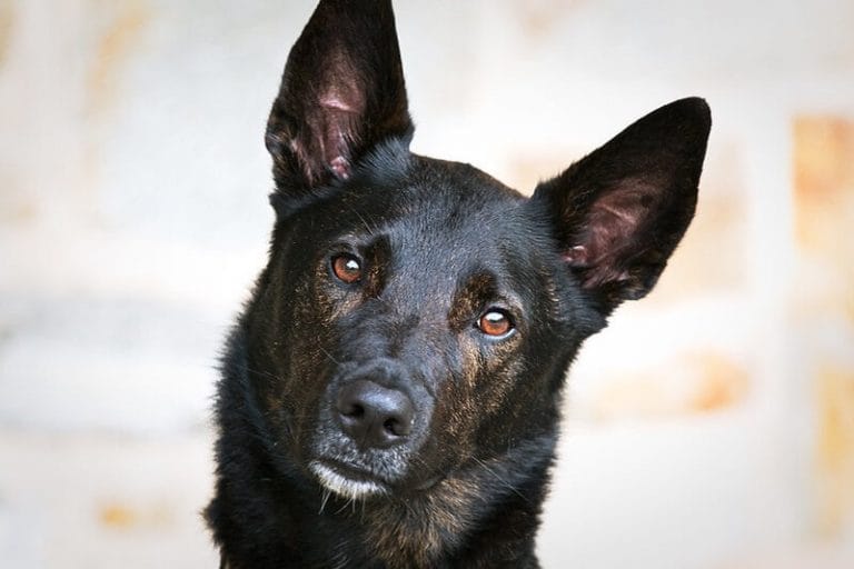 Top 200 Black Male Dog Names - PetPress