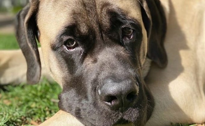 14 Reasons Why You Should Never Own English Mastiffs - PetPress