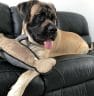 14 Reasons Why You Should Never Own English Mastiffs - PetPress