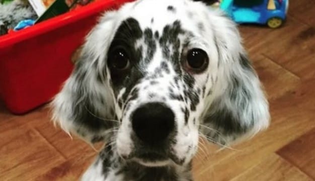 14 Amazing Facts About The English Setter - PetPress
