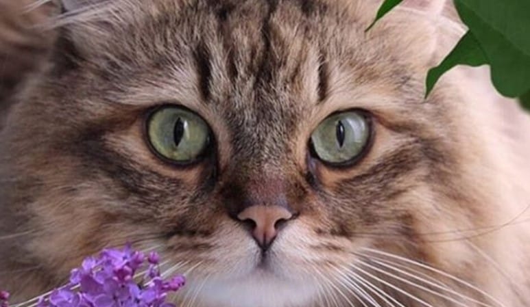 Top 135 Best Fancy Female Cat Names For Your Female Kitten