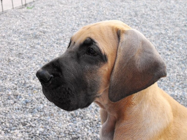 350 Great Dane Names - Popular Male and Female Names - PetPress