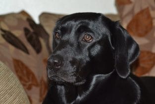 500 Black Lab Names - Popular Male and Female Names - PetPress