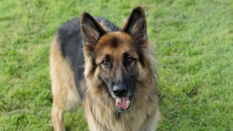 Strong German Shepherd Names - Over 100 Inspiring Ideas - PetPress