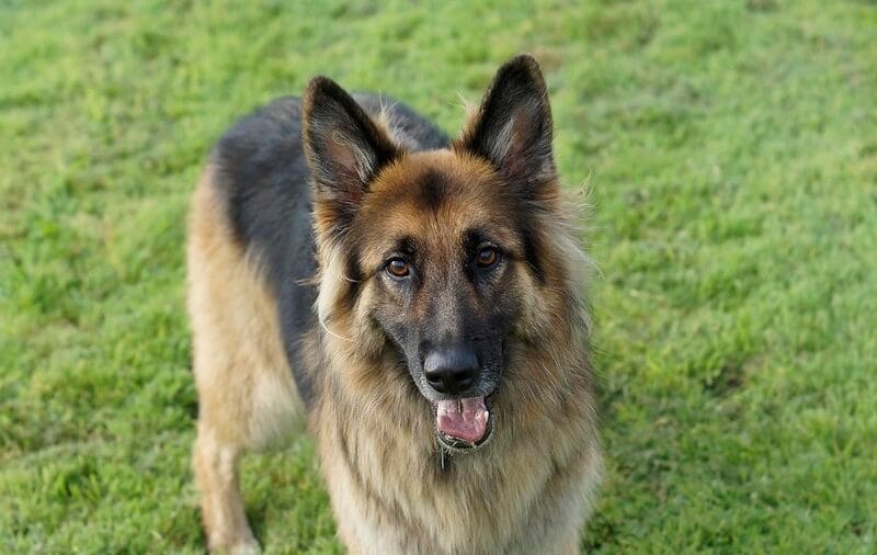 Strong German Shepherd Names - Over 100 Inspiring Ideas - PetPress