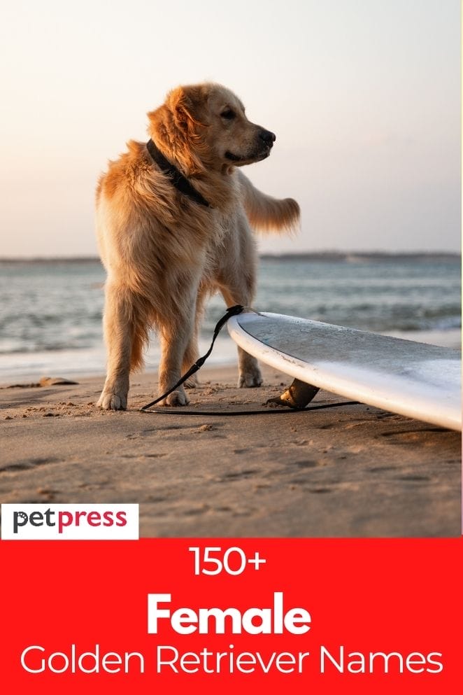 150 Popular Female Golden Retriever Names - PetPress