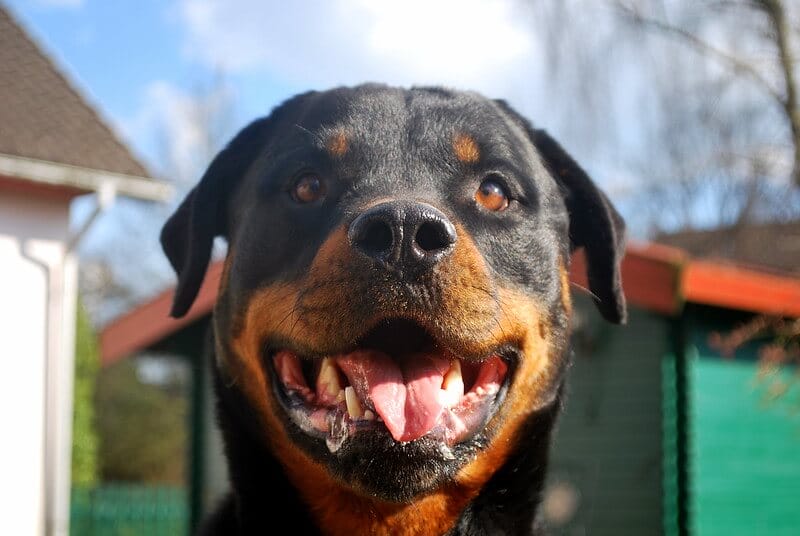 370 Rottweiler Names - Popular Male and Female Names - PetPress