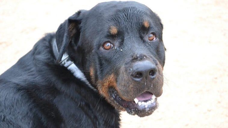 200 Male Rottweiler Names (Popular, Aggressive, & German Names!) - PetPress