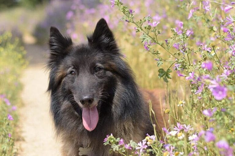 Top 245 Plant and Flower Dog Names | PetPress
