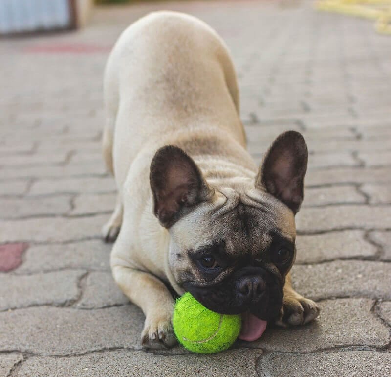 Funny Dog Names – 300 Hilarious Ideas for Naming Your Puppy