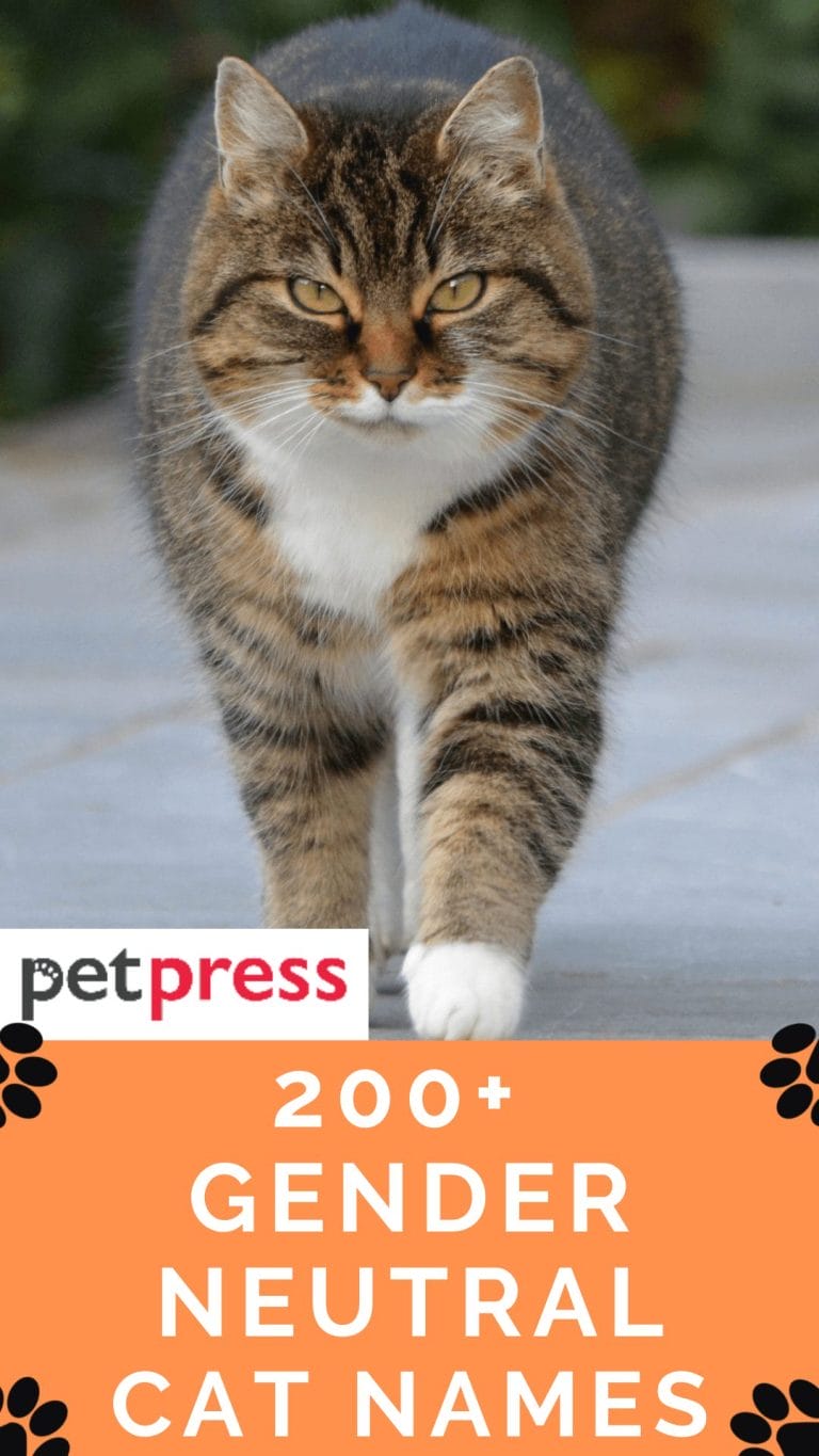 200+ Perfect Gender-Neutral Cat Names