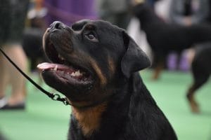 370 Rottweiler Names - Popular Male and Female Names - PetPress