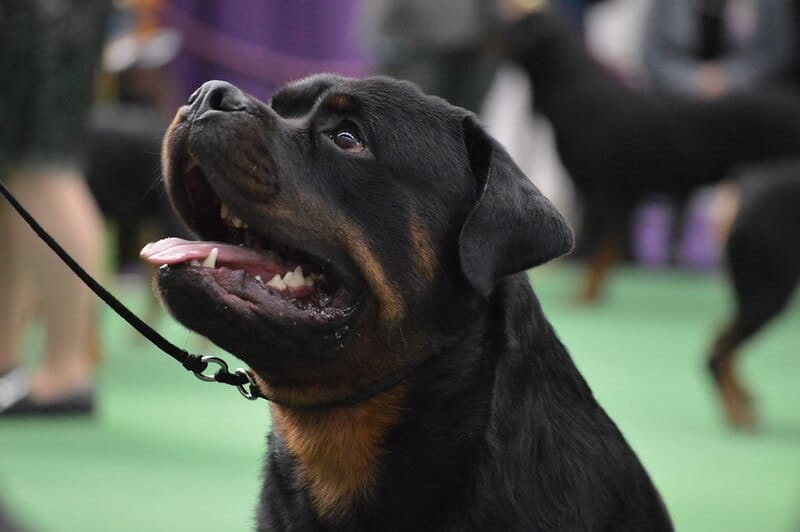 370 Rottweiler Names - Popular Male and Female Names - PetPress