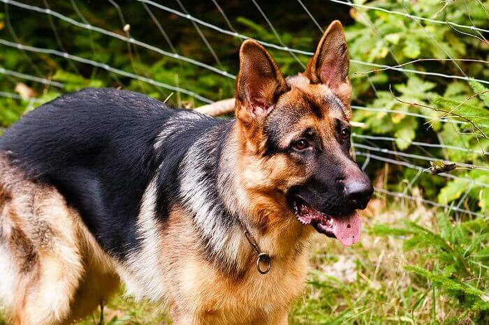 Male German Shepherd Names - 350 Great Ideas for Naming Your Boy GSD ...