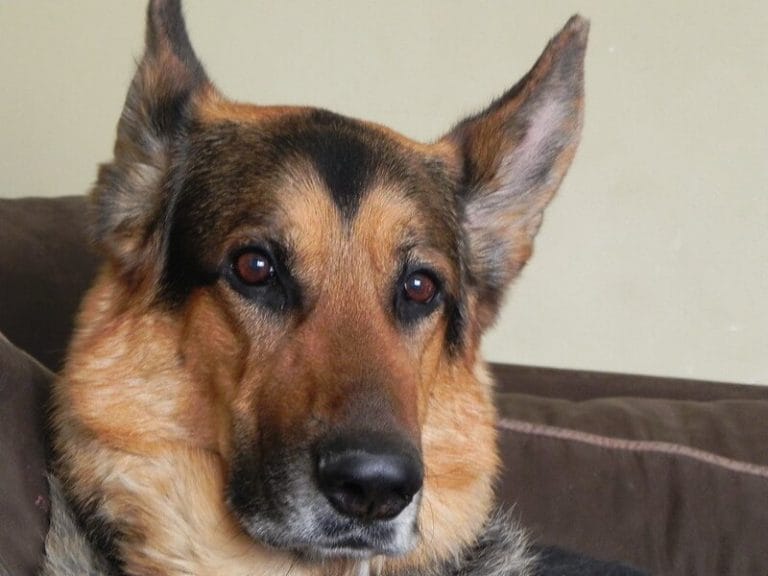 Male German Shepherd Names - 350 Great Ideas for Naming Your Boy GSD ...