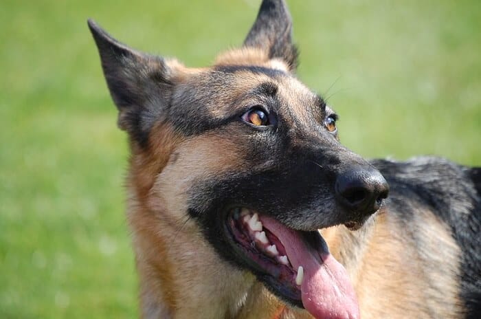 Female German Shepherd Names - 230 Great Ideas for Naming Your Girl GSD ...