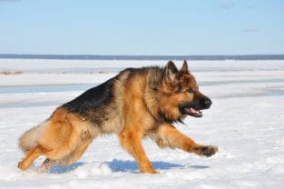 Male German Shepherd Names - 350 Great Ideas for Naming Your Boy GSD ...