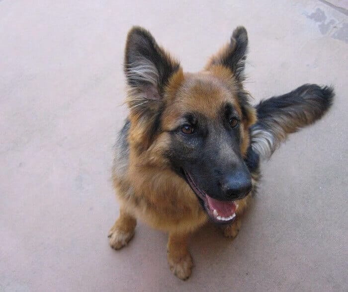 Male German Shepherd Names - 350 Great Ideas for Naming Your Boy GSD ...