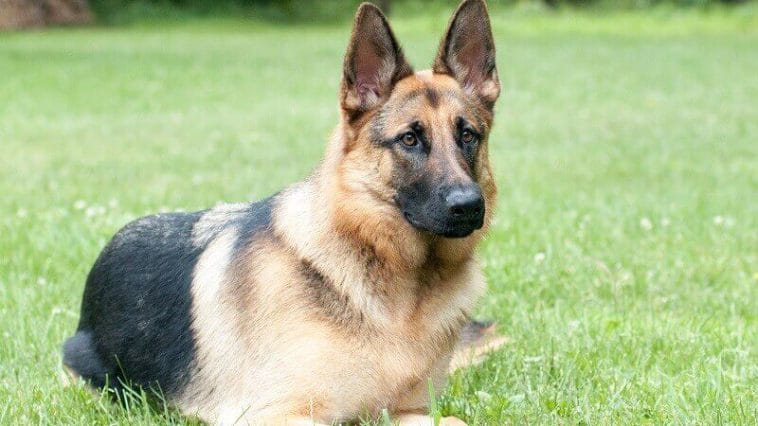 Strong German Shepherd Names - Over 100 Inspiring Ideas - PetPress