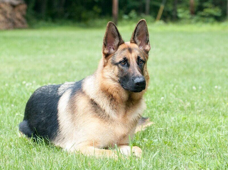 Strong German Shepherd Names - Over 100 Inspiring Ideas - PetPress