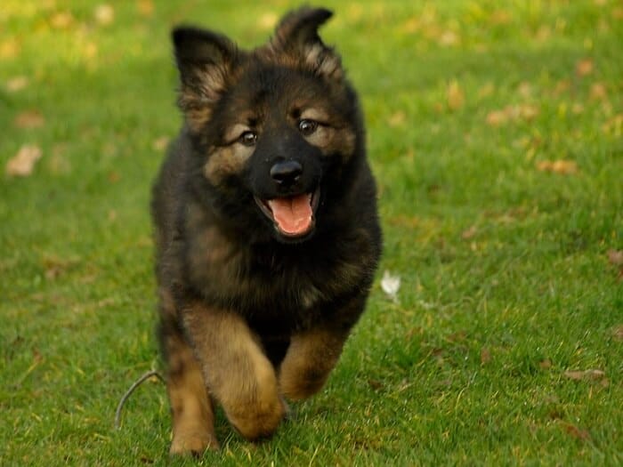 Male German Shepherd Names - 350 Great Ideas for Naming Your Boy GSD ...