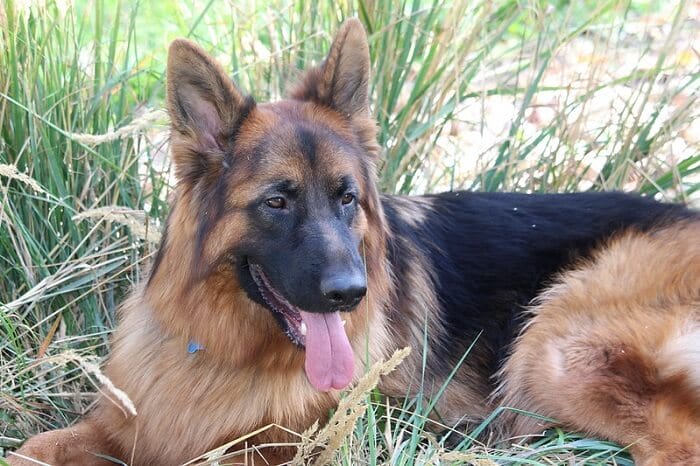 250 Popular Punjabi Dog Names and Their Meanings - PetPress