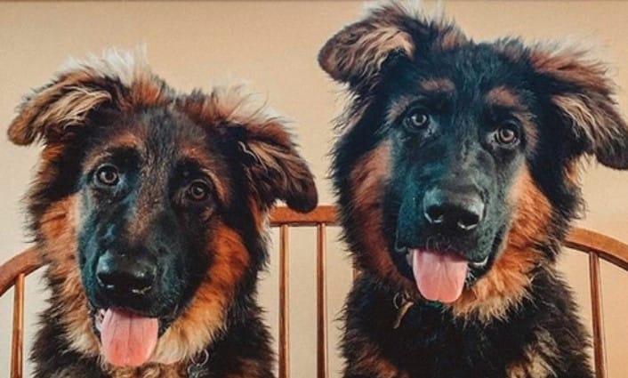 50+ Cool German Shepherd Dog Names - PetPress