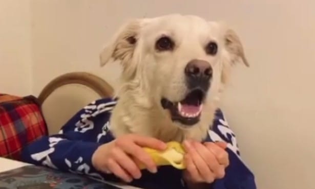 14 Hilarious Pictures Explaining Why Dogs With Hands Become So Popular ...