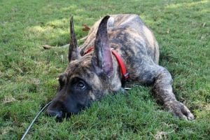 350 Great Dane Names - Popular Male and Female Names - PetPress