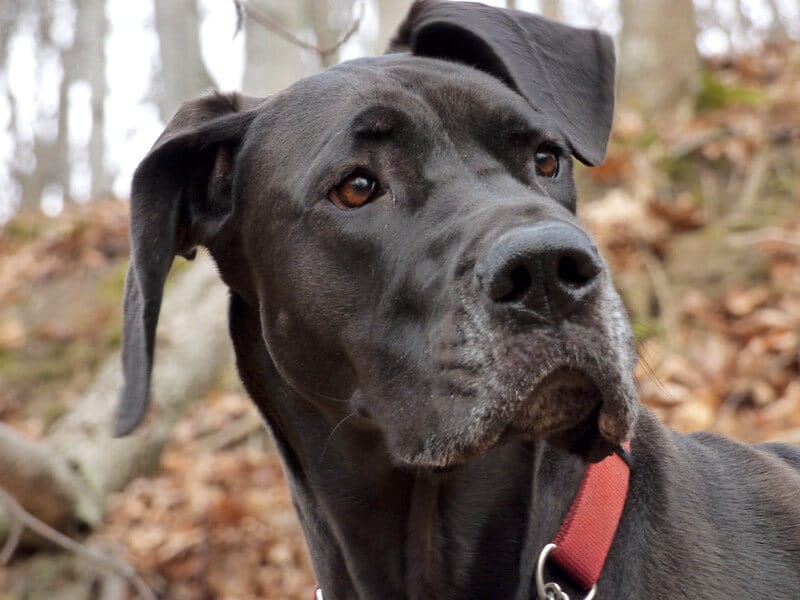 350 Great Dane Names - Popular Male and Female Names - PetPress