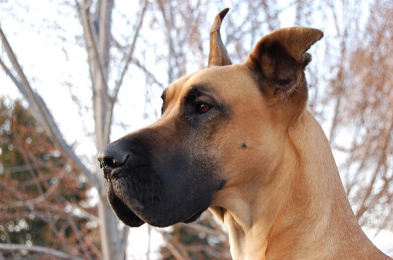 350 Great Dane Names - Popular Male and Female Names - PetPress