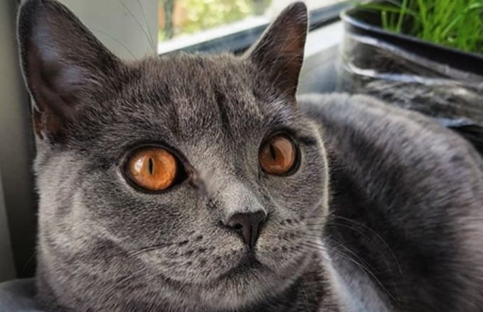 30+ Best Grey Male Cat Names - Unique Named Ideas For Grey Kitten