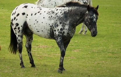 45 Perfect Horse Names For Appaloosa Stallions - PetPress