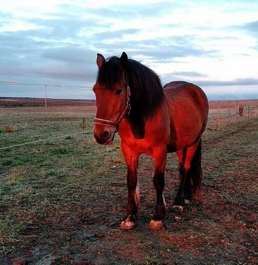 45 Perfect Horse Names For Red Horses - PetPress