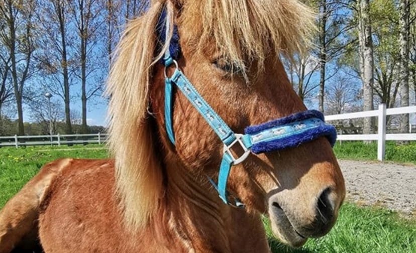 Top 50 Best Horse Names for Ponies - PetPress