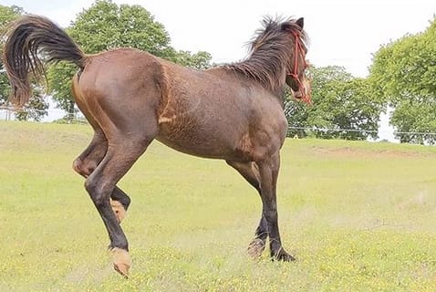 Top 45 Best Female Horse Names for Mustangs - PetPress