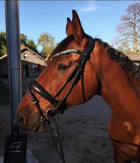 Top 50 Best Strong Horse Names - PetPress