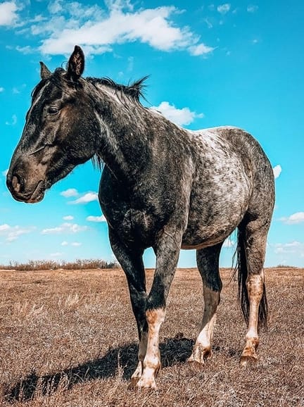 Top 45 Blue Roan Horse Names - PetPress