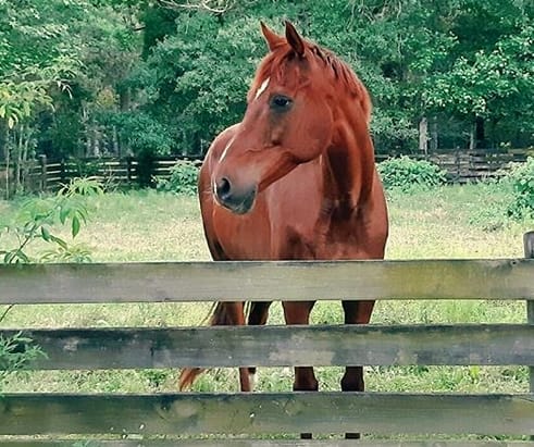 45 Perfect Horse Names For Red Horses - PetPress