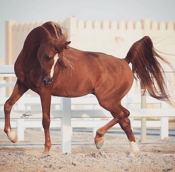 90+ Strong And Powerful Horse Names - PetPress