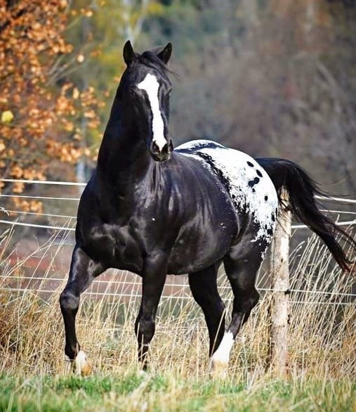 45 Perfect Horse Names For Appaloosa Stallions - PetPress