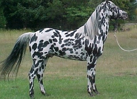 33 Perfect Horse Names For Appaloosa Mares - PetPress