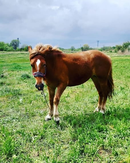 90+ Strong And Powerful Horse Names - PetPress