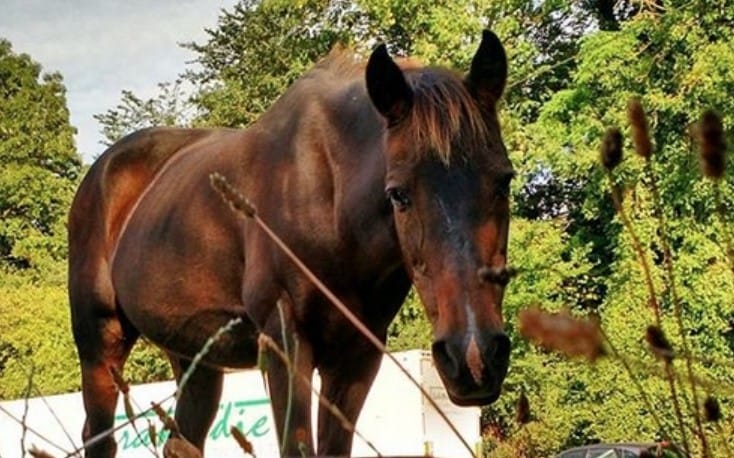 Top 50 Best Strong Horse Names - PetPress