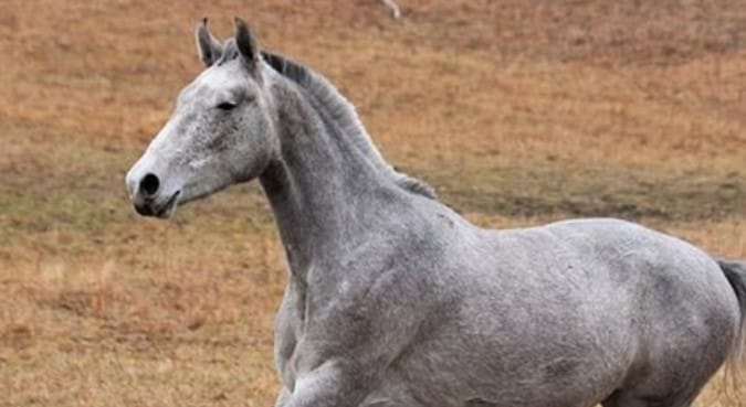 33 Horse Names That Will Fit Any Gray Horse - PetPress