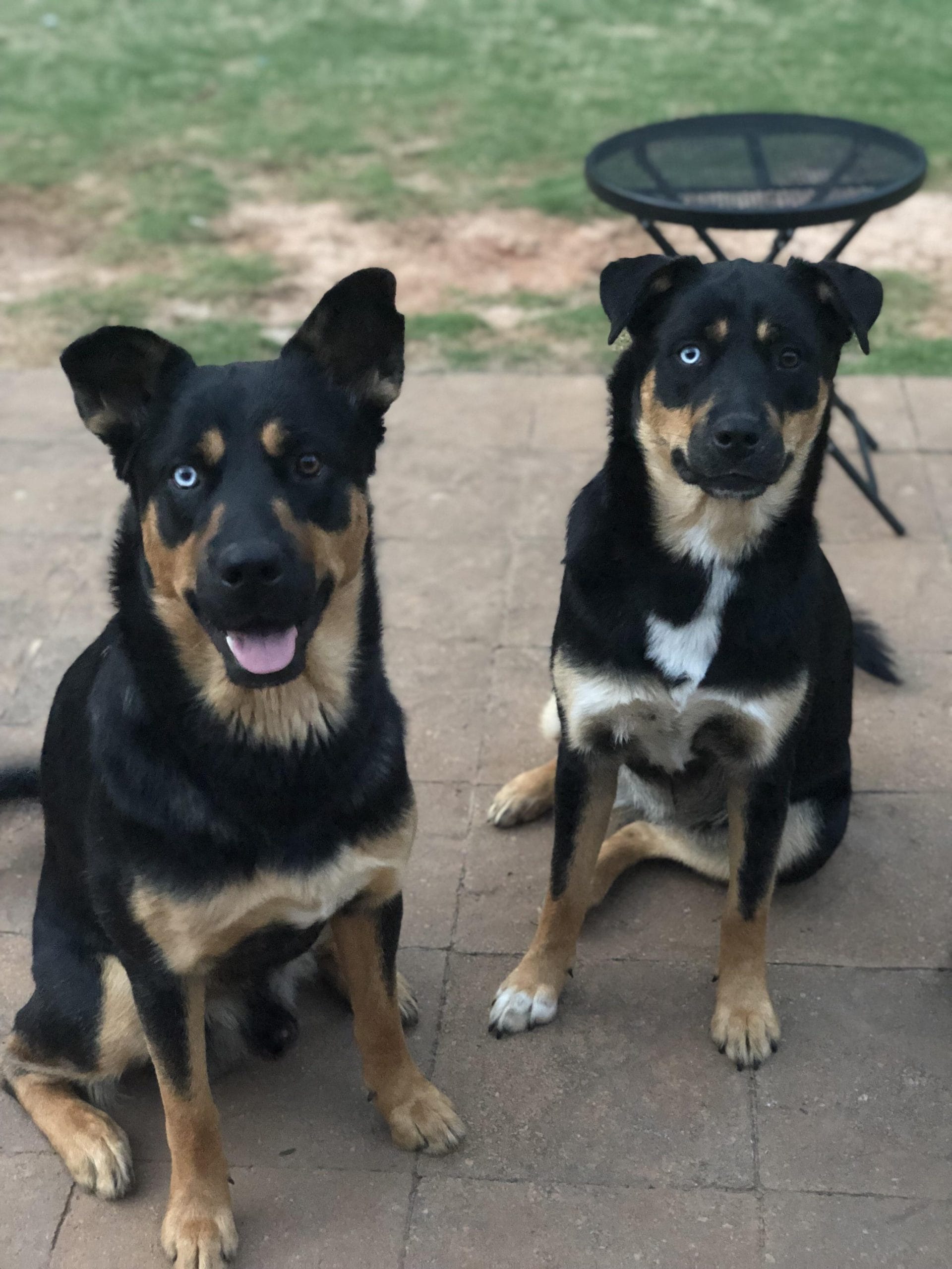 Siberian Husky Mixes: 20 Different Husky Crossbreeds (With Pictures ...