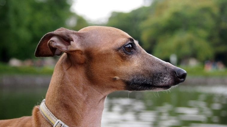 140 Italian Food Names for Dogs That Are Delicious